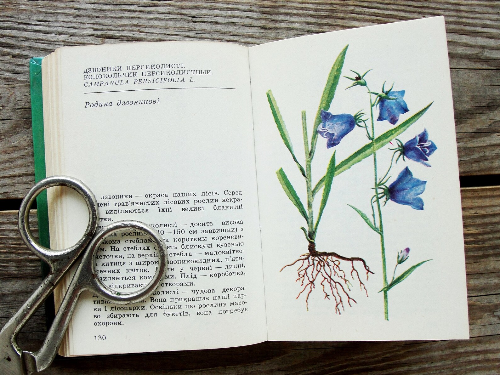 Forest Plants Mini Book, Vintage Botanical Book, 1983, Color ...