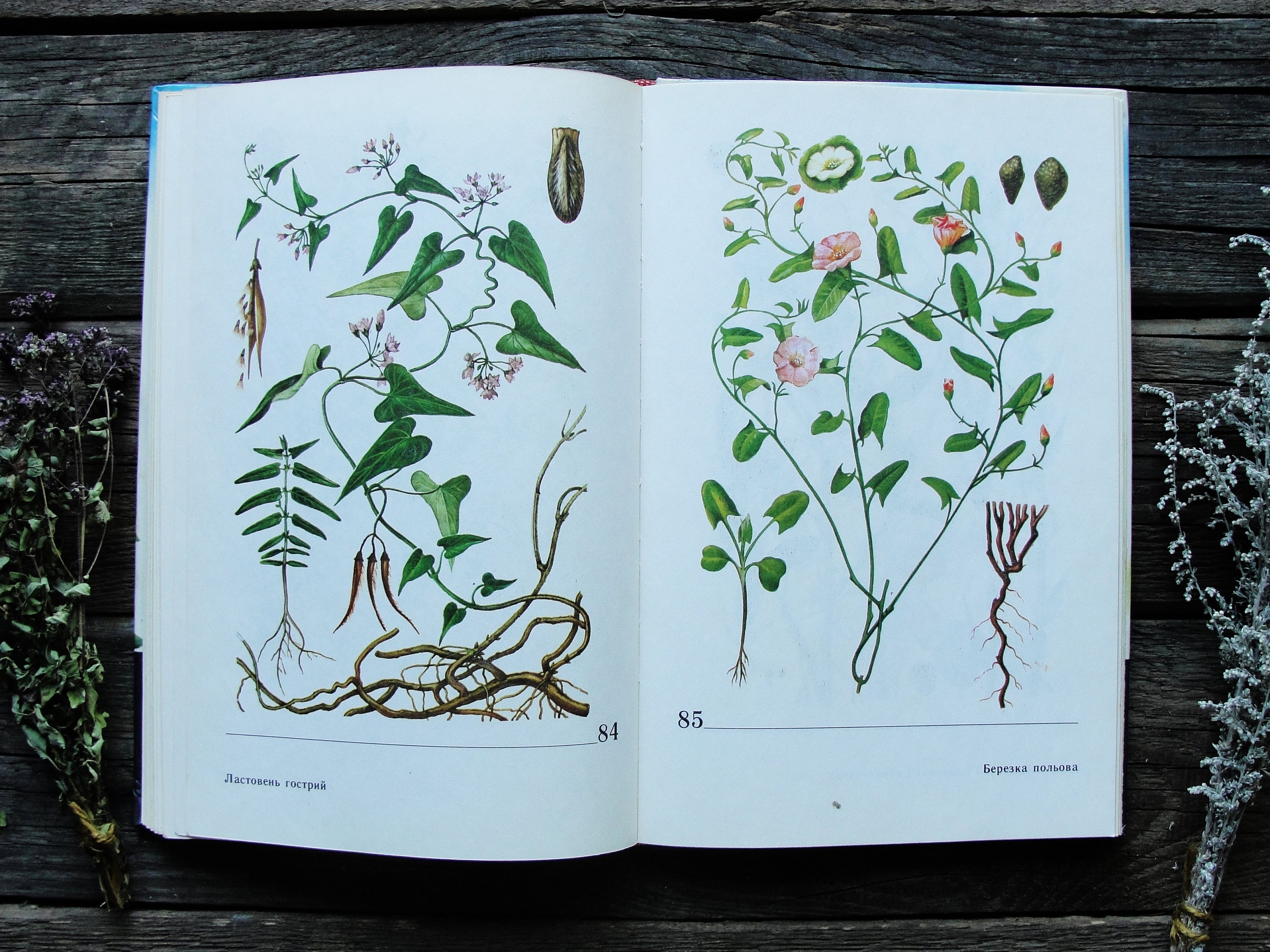 RARE Vintage Illustrated Botanical Book 1988 | Etsy