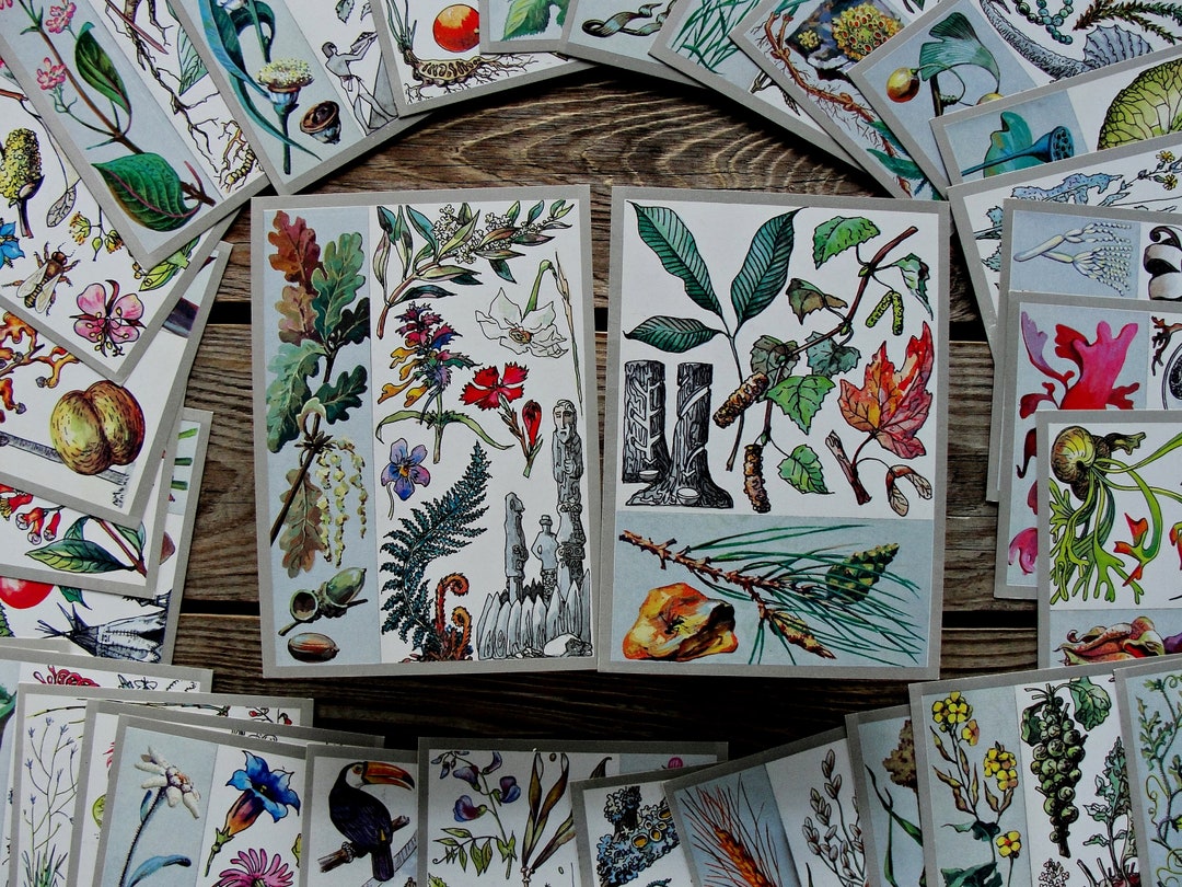Amazing Plants Postcards Set of 32, Vintage Botanical Postcards, 1976 ...
