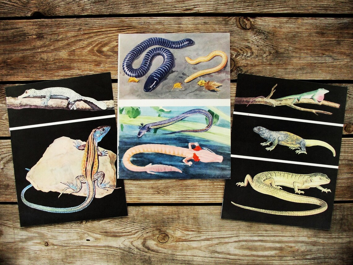 Lizard Book Plates Set of 3 Original Vintage Reptile Book | Etsy
