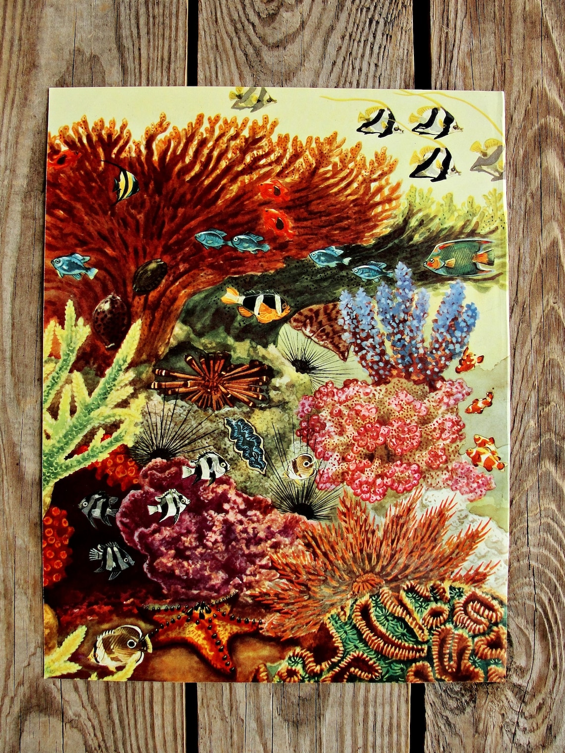 Marine Invertebrates Art Print Set of 3 Original Vintage Book - Etsy UK
