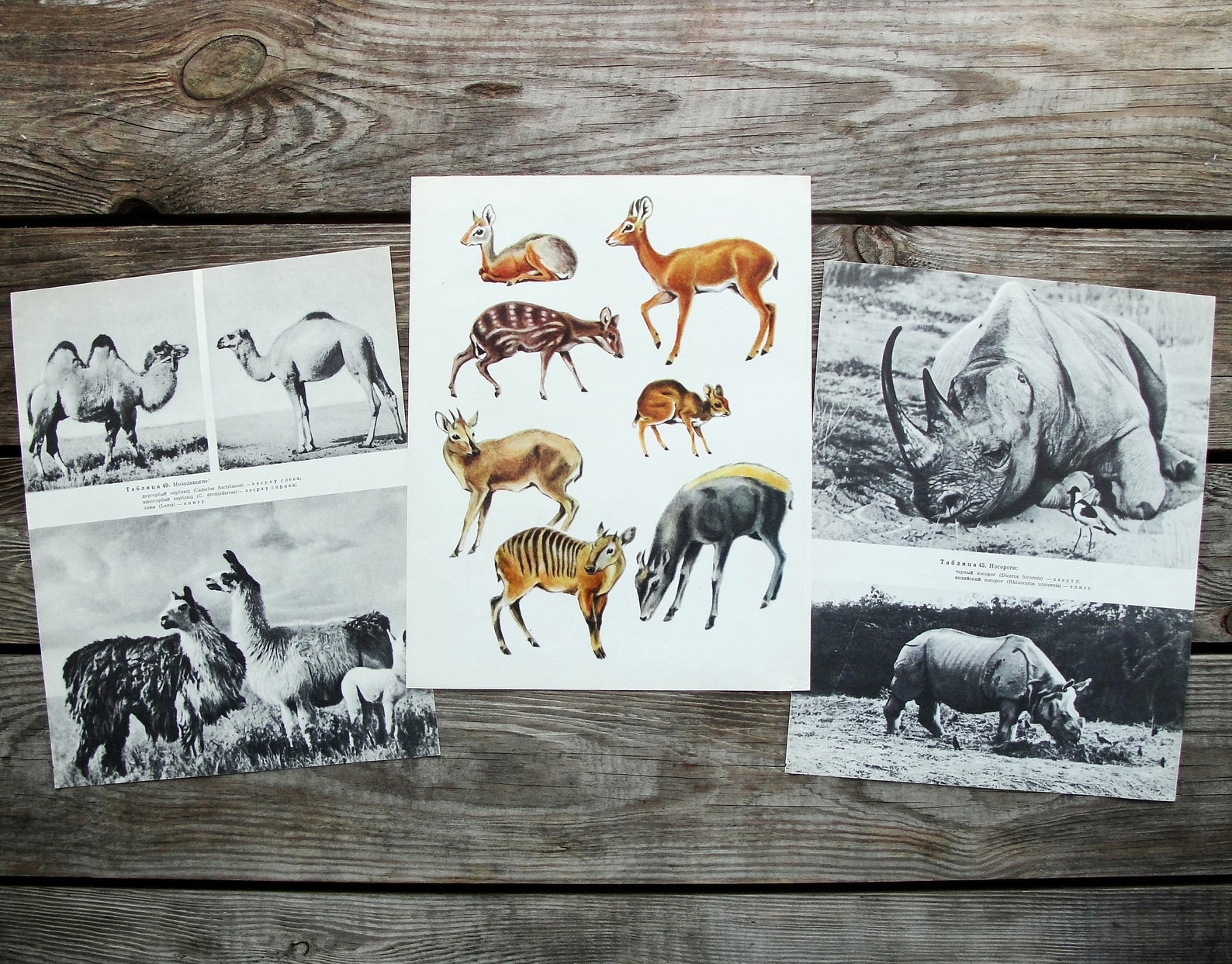 Animal Book Plates Set of 3 Original Vintage Animal Book | Etsy