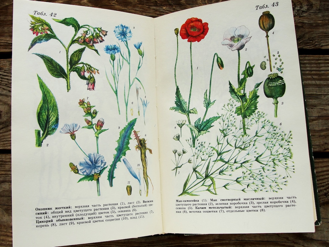 Healing Herbs Guide Book Vintage Illustrated Botanical Book | Etsy