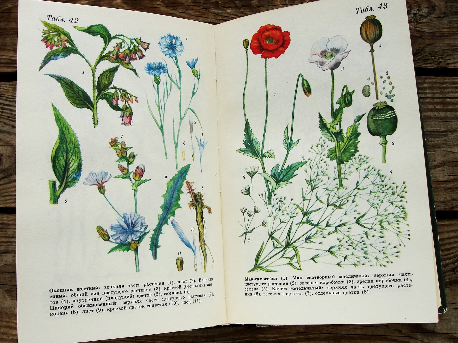 Healing Herbs Guide Book Vintage Illustrated Botanical Book | Etsy