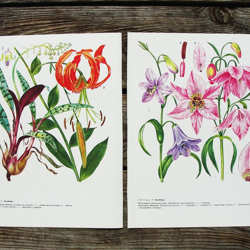 Botanical Book Plate - Etsy