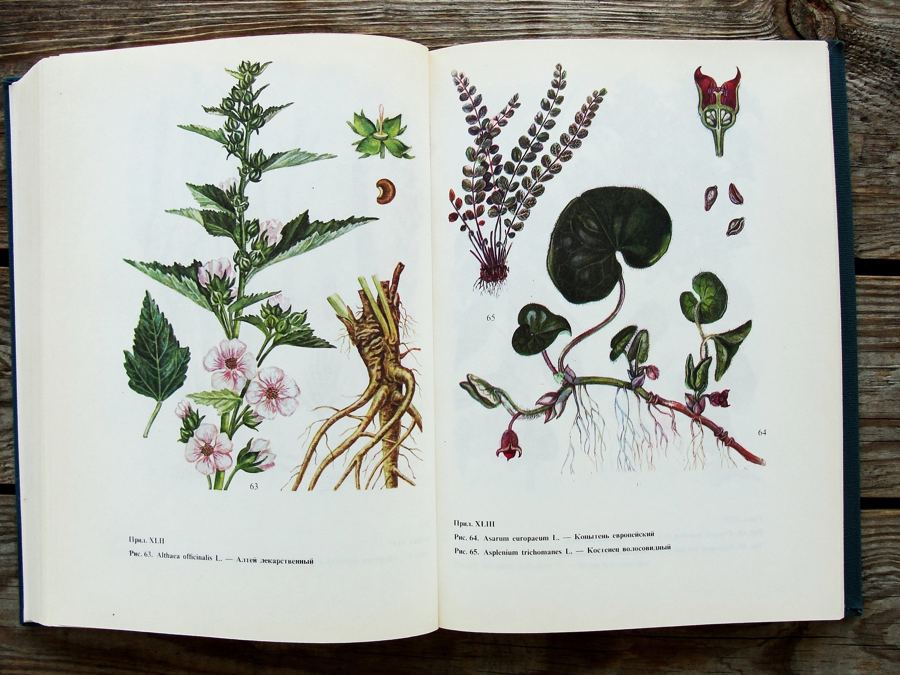 Medicinal Plants Guide Book Vintage Botanical Book 1988 - Etsy UK