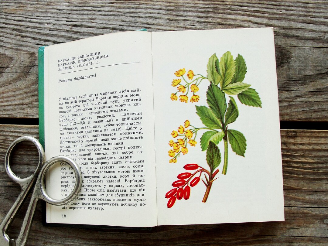 Forest Plants Mini Book, Vintage Botanical Book, 1983, Color ...