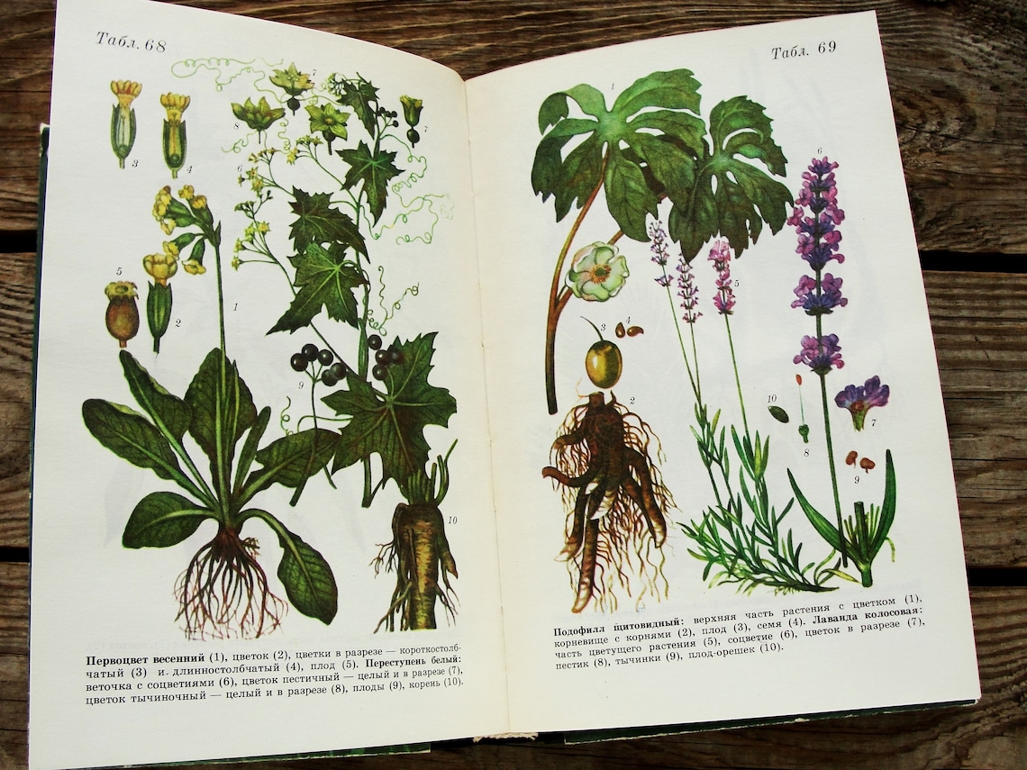 Healing Herbs Guide Book Vintage Illustrated Botanical Book | Etsy