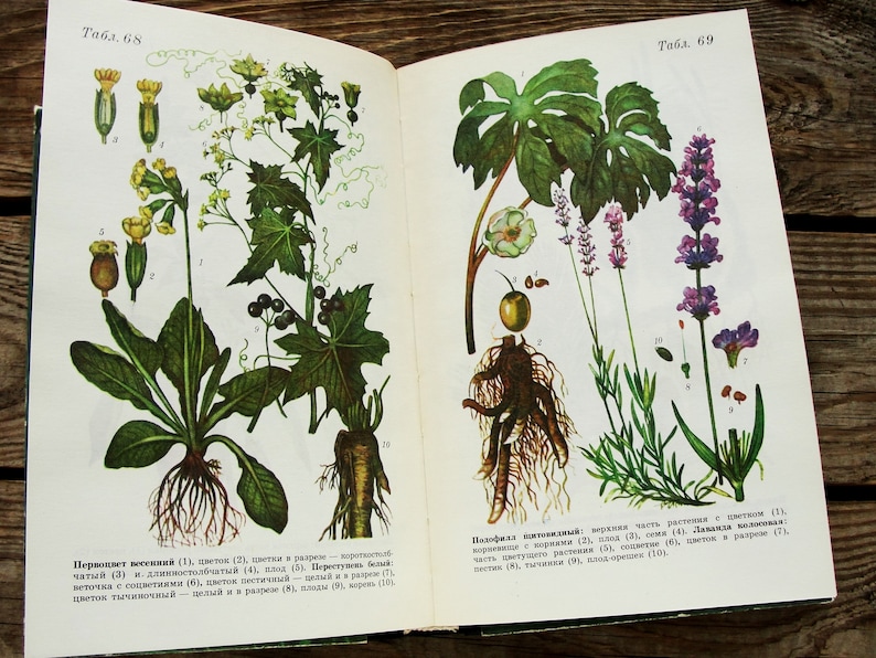 Healing Herbs Guide Book Vintage Illustrated Botanical Book | Etsy