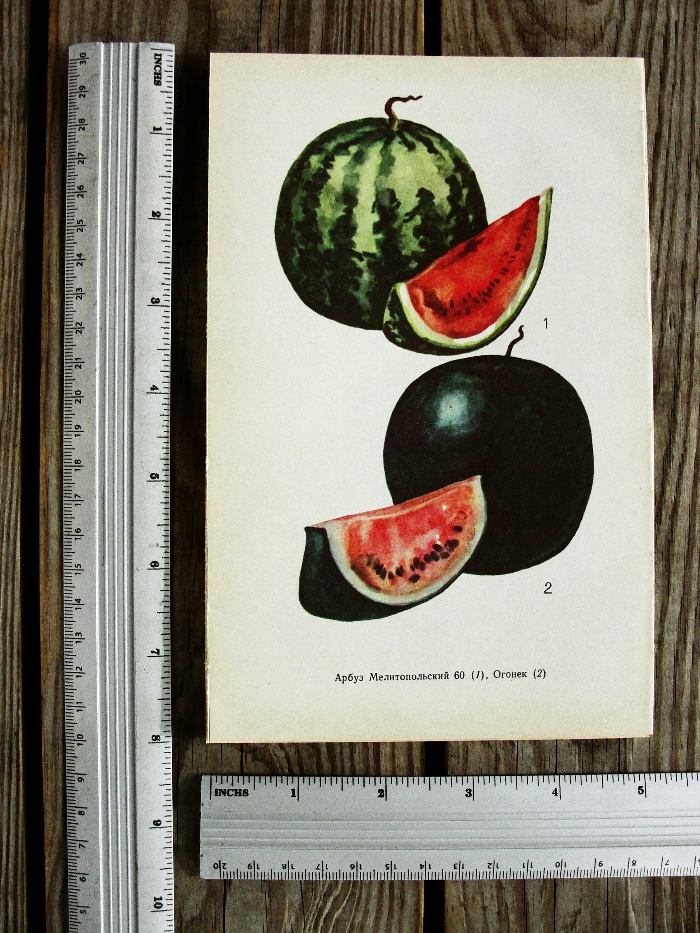 Vegetable Garden Art Print Set of 16 Vintage Botanical Book | Etsy