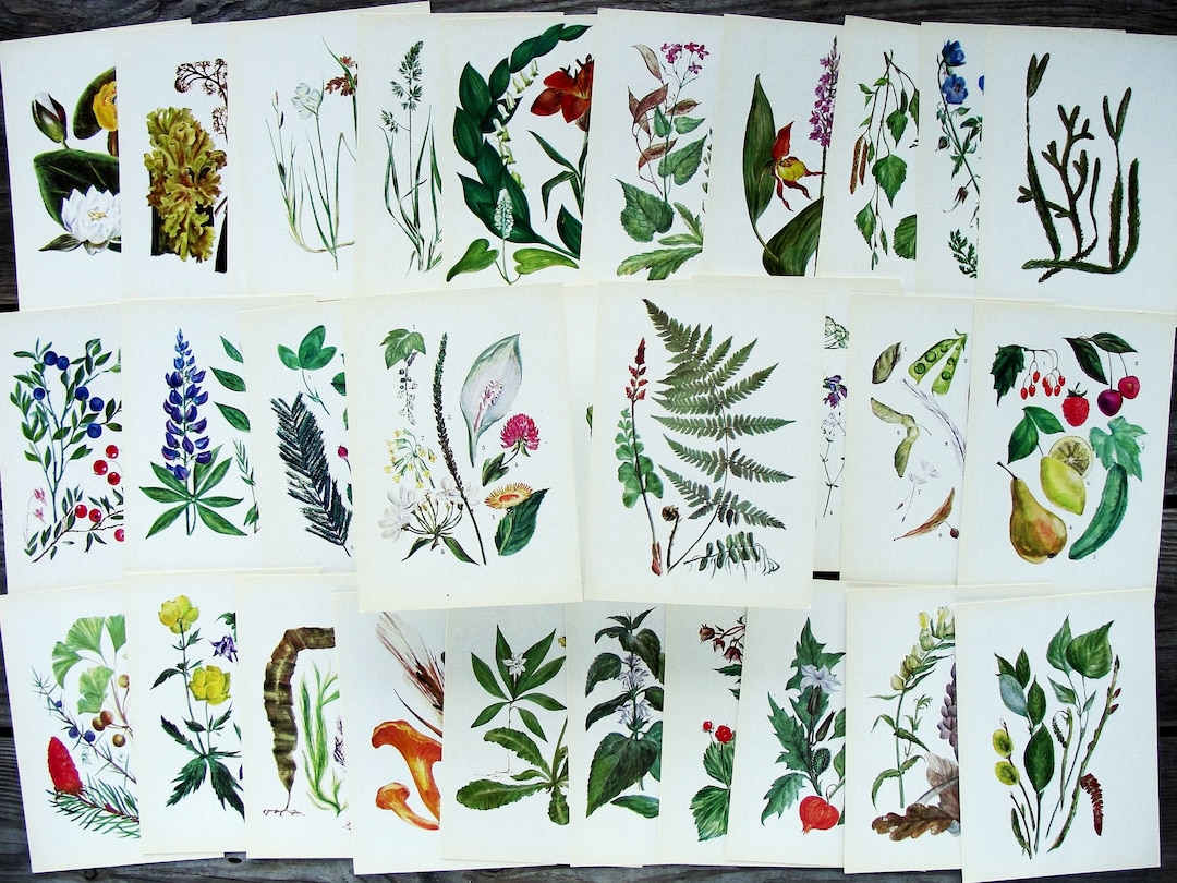 Botanical Vintage Cards Set di 32, Cartoline botaniche, 1980, A6, Wild ...