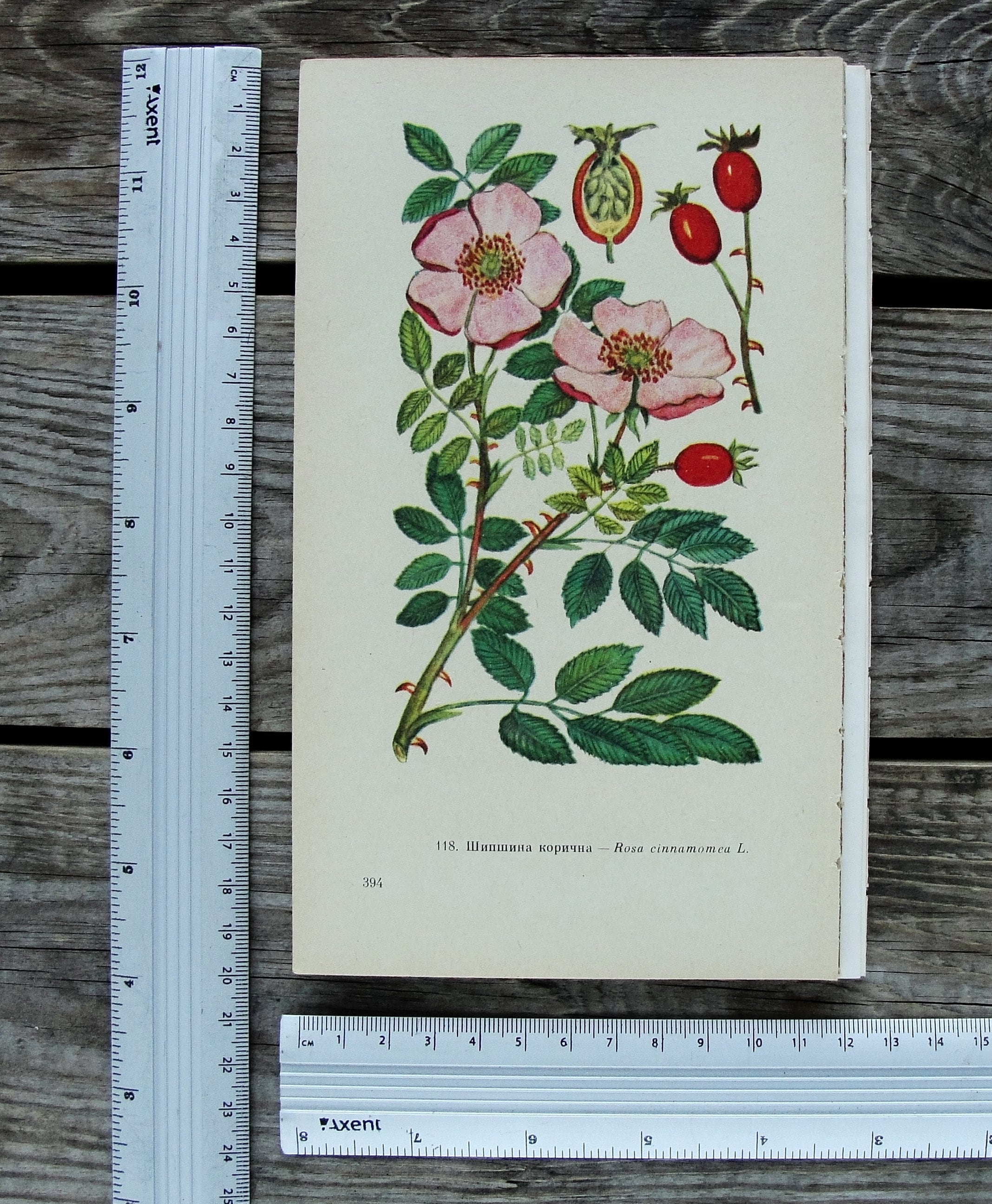 Wild Berry Illustrations Set of 16 Vintage Botanical Book | Etsy