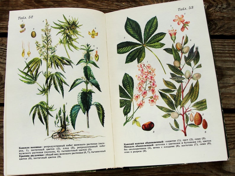 Healing Herbs Guide Book Vintage Illustrated Botanical Book | Etsy