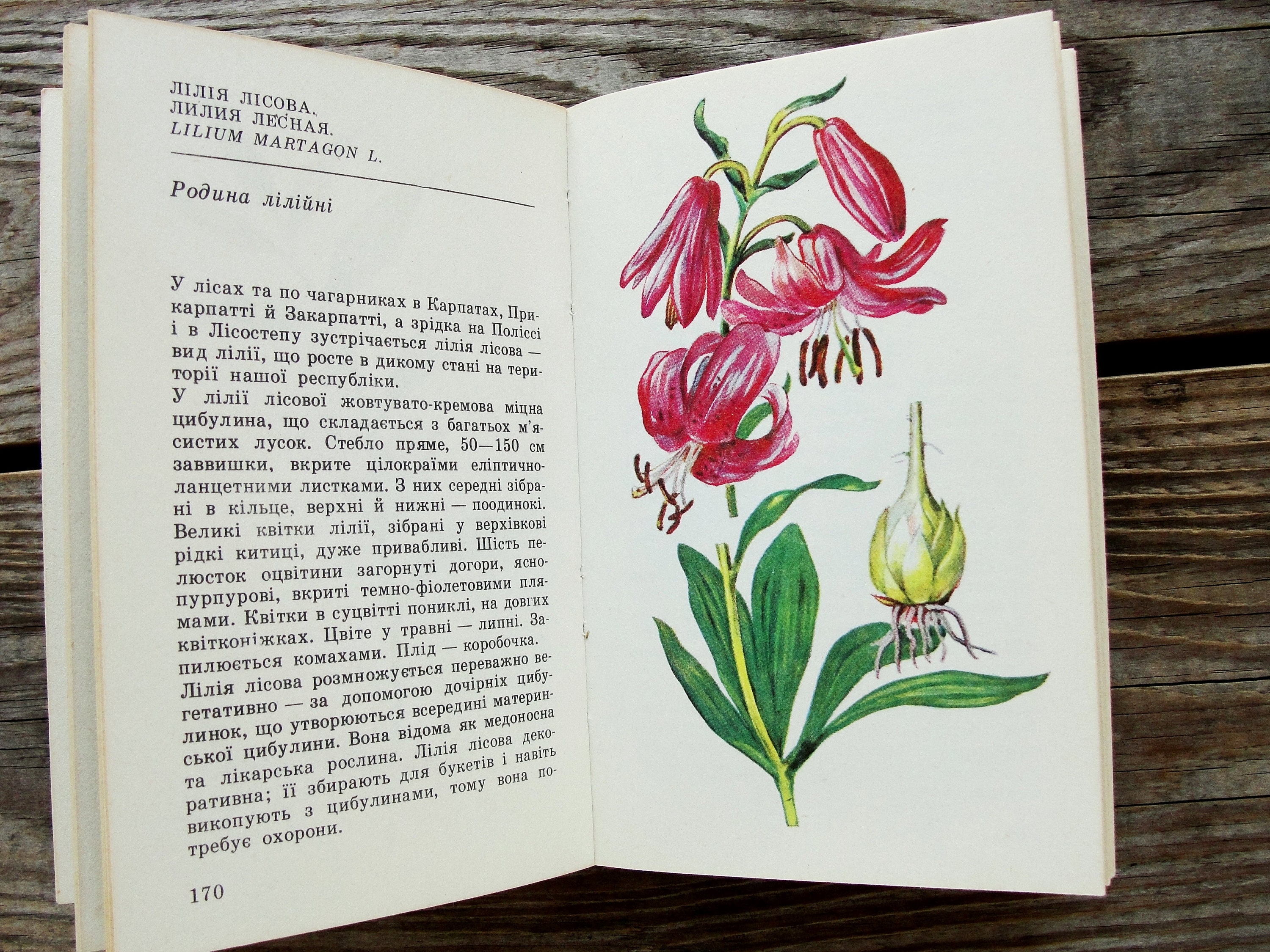 Forest Plants Mini Book, Vintage Botanical Book, 1983, Color ...