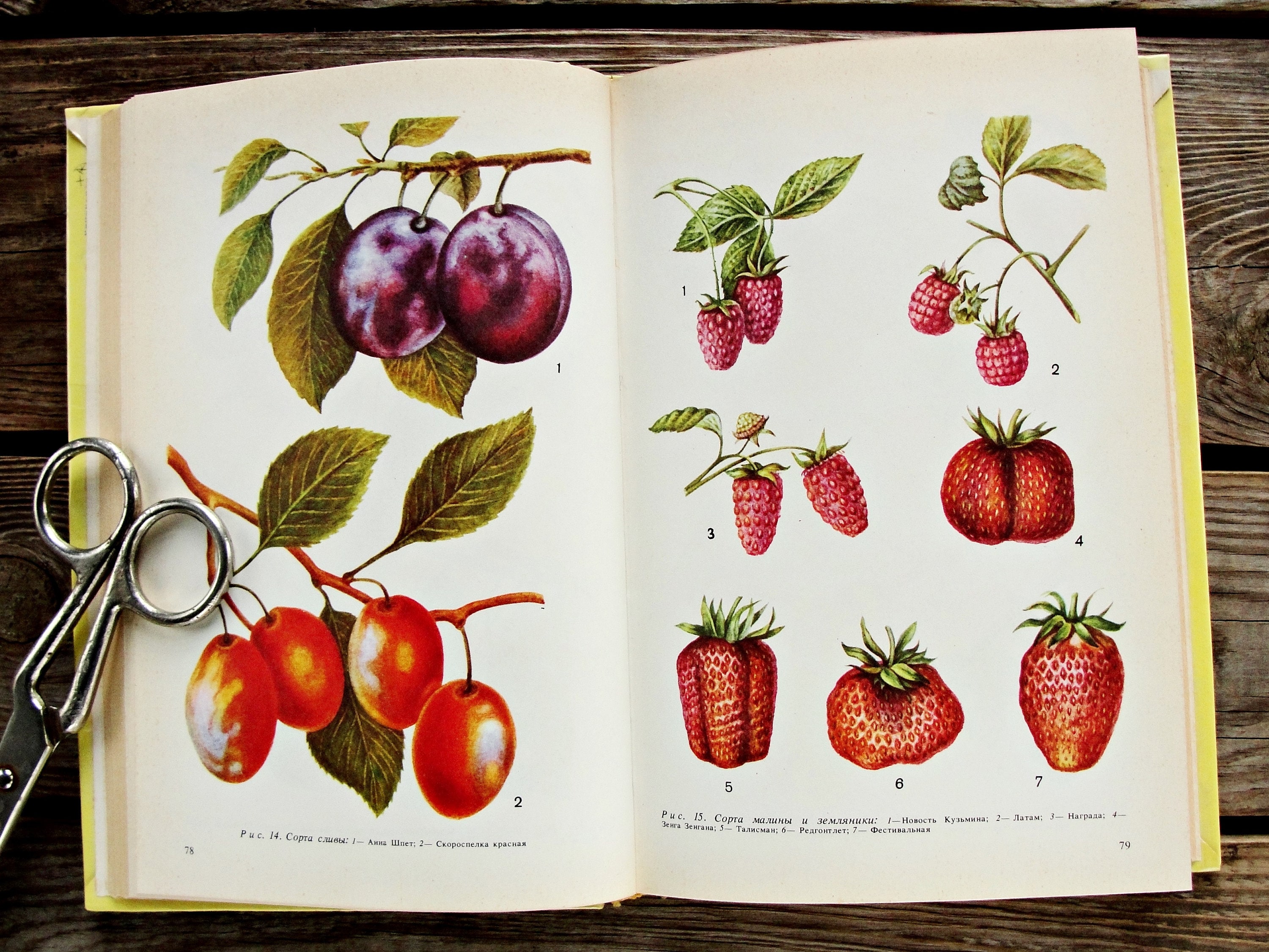 Gardening Handbook Vintage Botanical Book 1989 Garden - Etsy Singapore