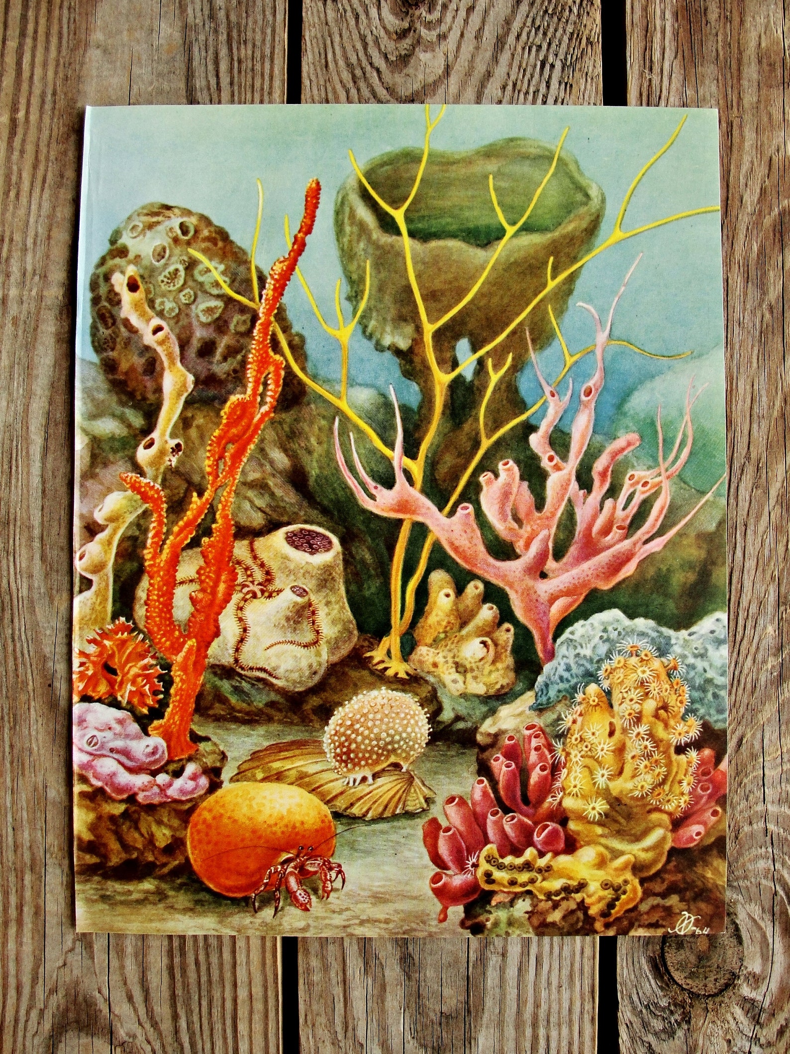 Marine Invertebrates Art Print Set of 3 Original Vintage Book - Etsy UK