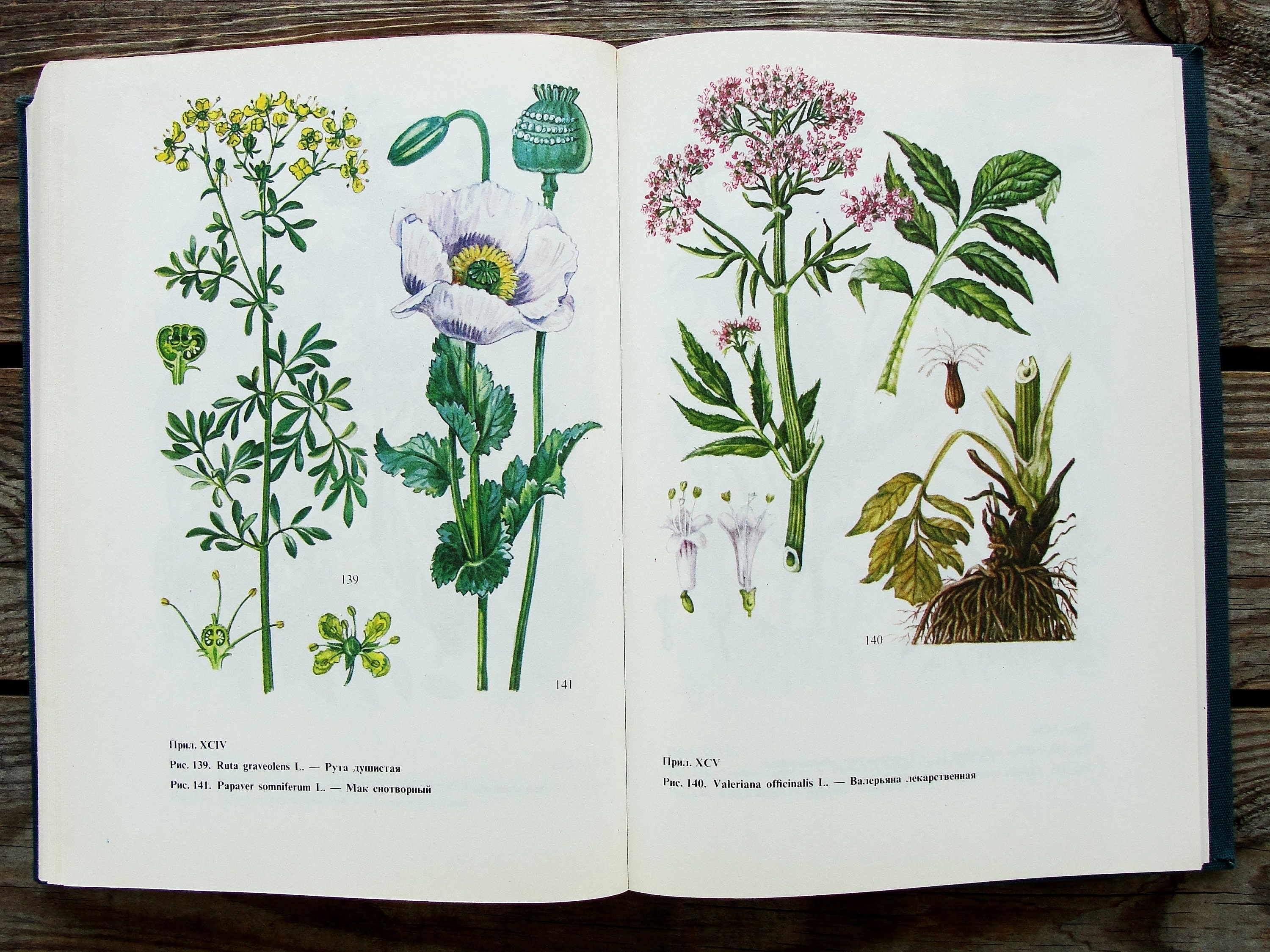 Medicinal Plants Guide Book, Vintage Botanical Book, 1988, Wildflower ...
