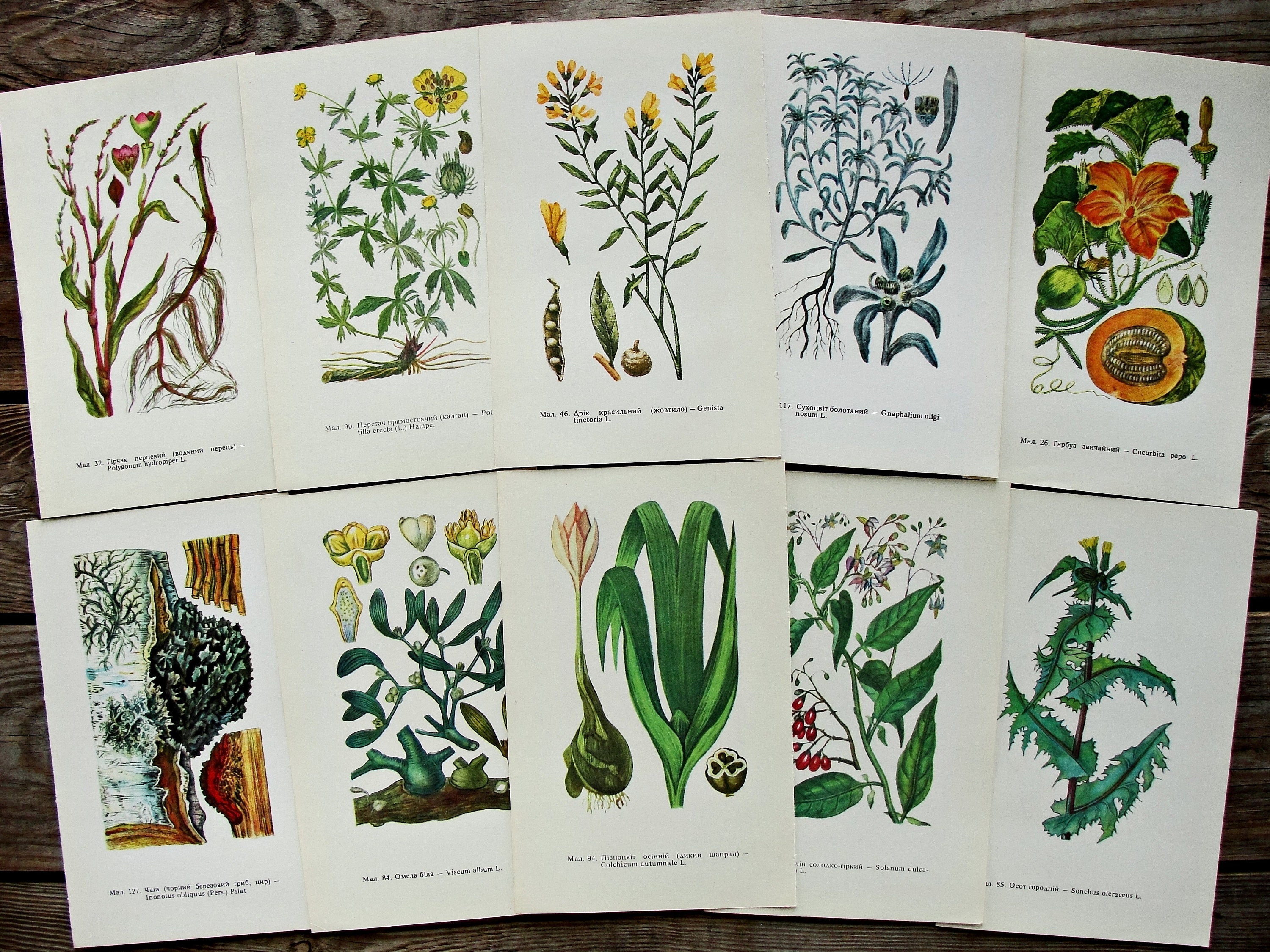 Yellow Flowers Art Print Set of 10, Vintage Botanical Book Pages, 1970s ...