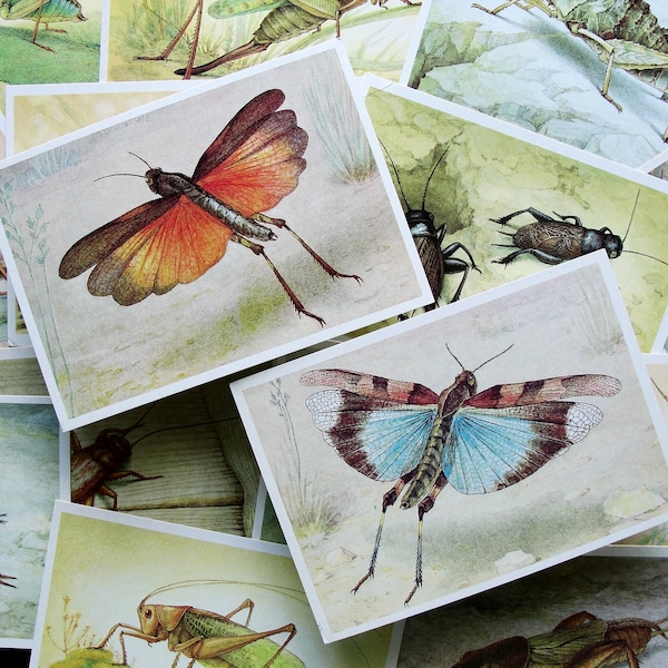 Vintage Entomology Print - Etsy