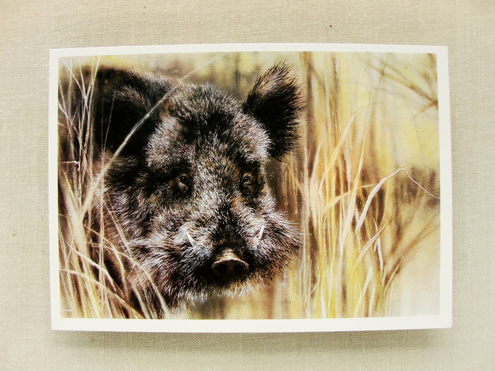 Wild Boar Card Vintage Animal Postcard 1989 Artist Isakov - Etsy