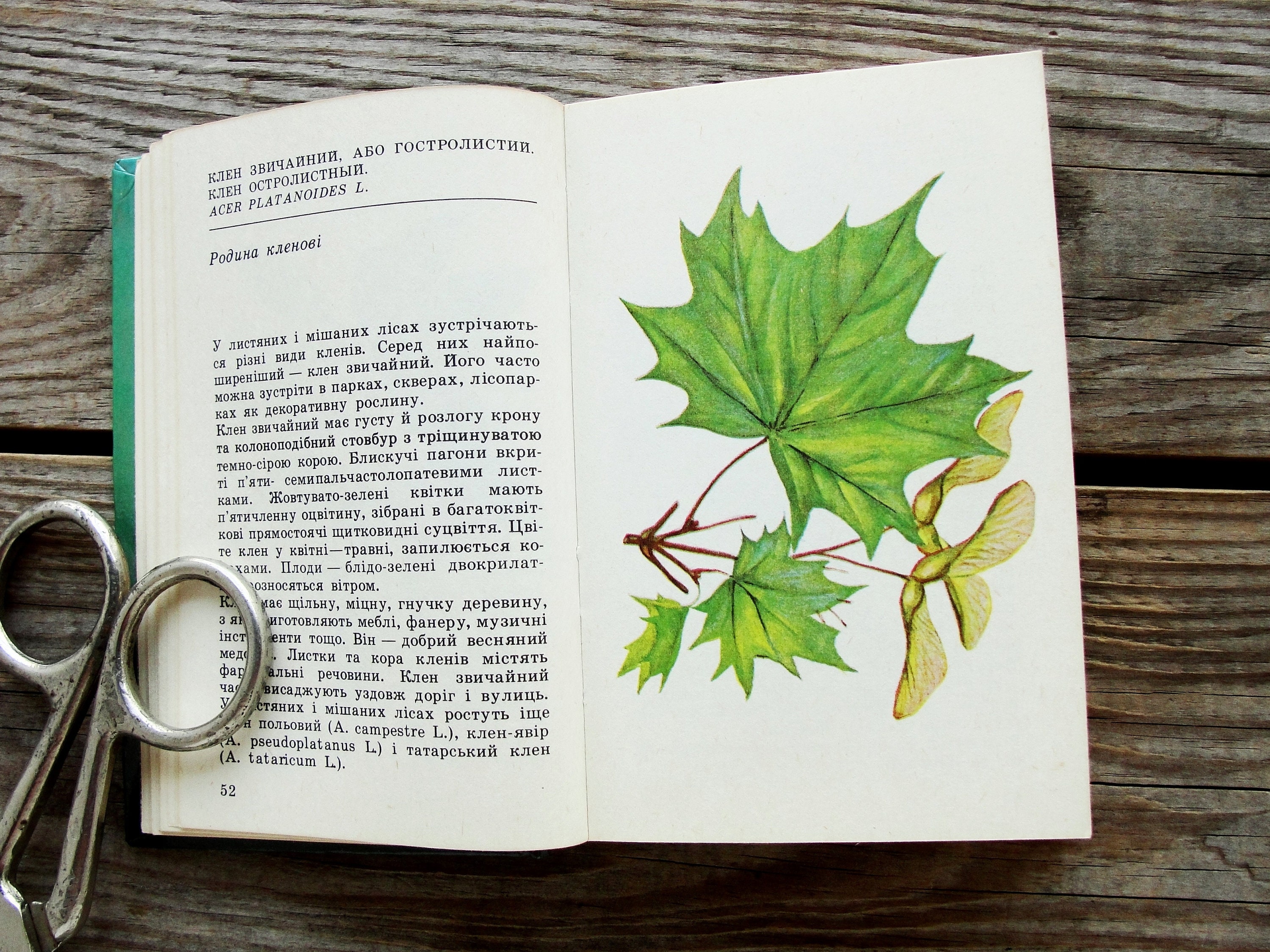 Forest Plants Mini Book, Vintage Botanical Book, 1983, Color ...