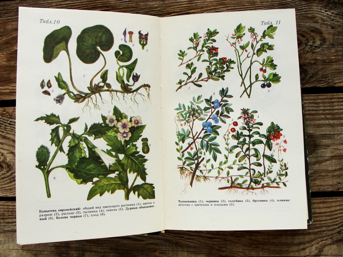 Healing Herbs Guide Book Vintage Illustrated Botanical Book - Etsy