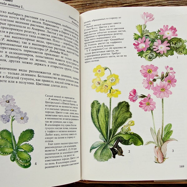 Alpine Plants - Etsy