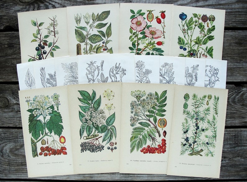 Wild Berry Illustrations Set of 16 Vintage Botanical Book - Etsy
