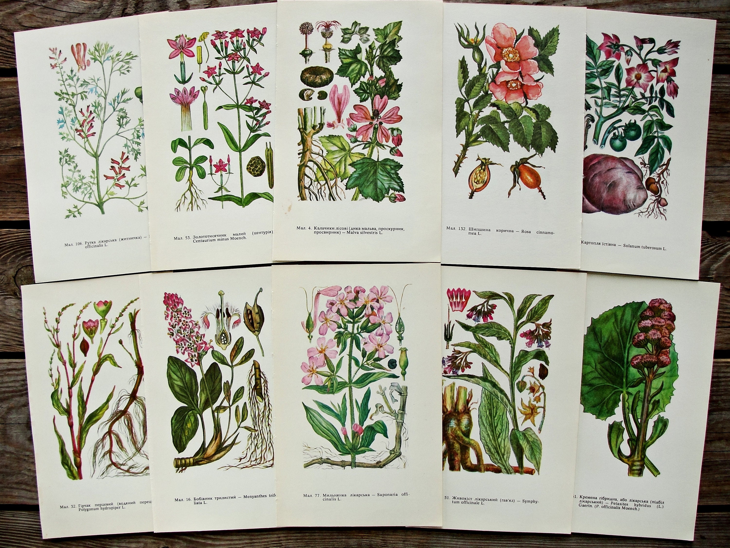 flower book pages 10 vintage botanical Paper Ephemera Paper etna.com.pe