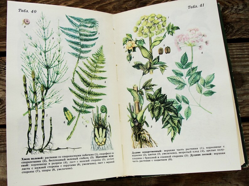 Healing Herbs Guide Book Vintage Illustrated Botanical Book | Etsy