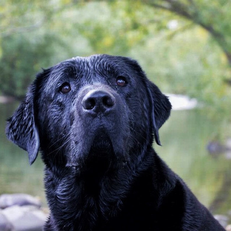 Labrador Dog Necklace Original Design Woven With Miyuki - Etsy