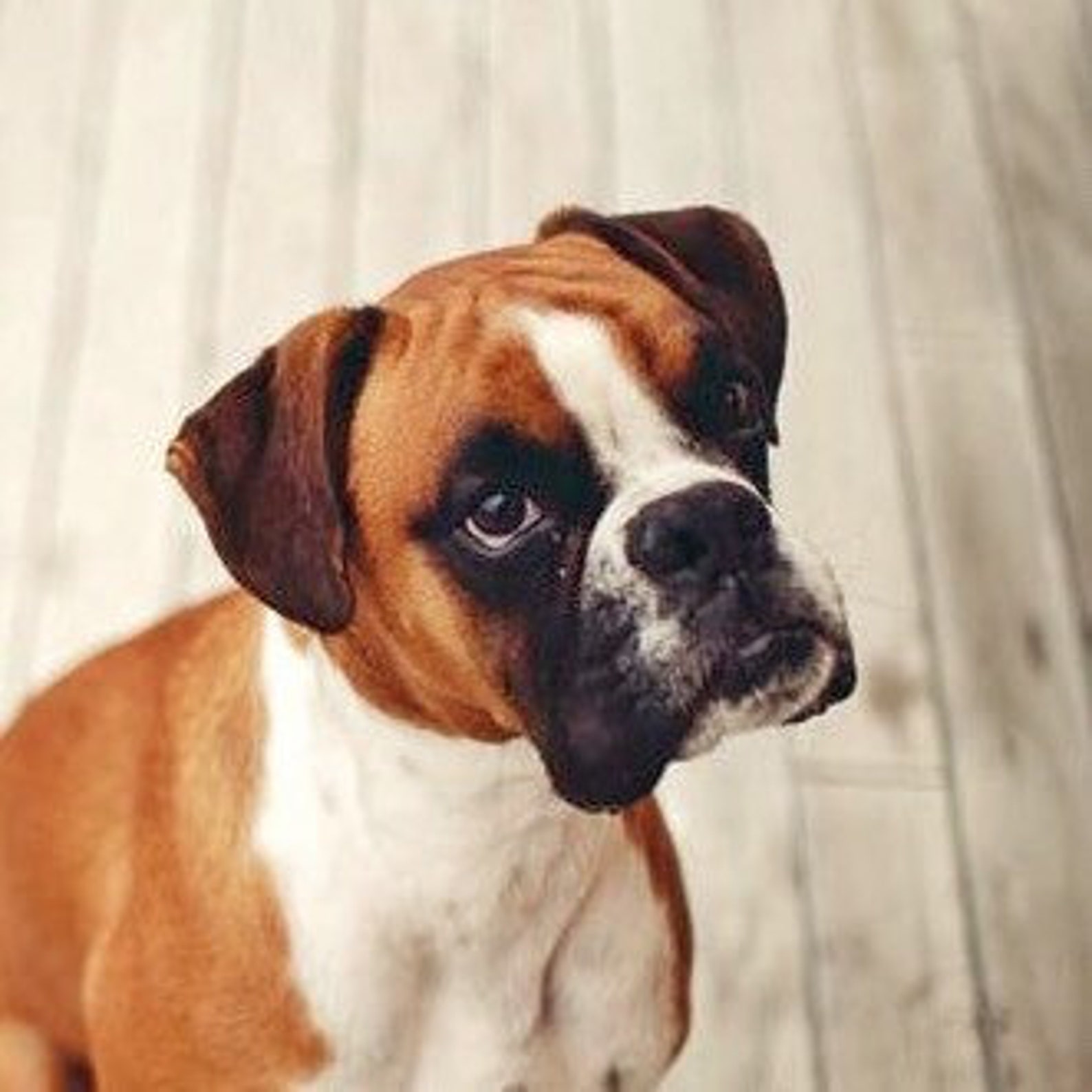 Collar de perro boxer diseño original tejido con cuentas de - Etsy España