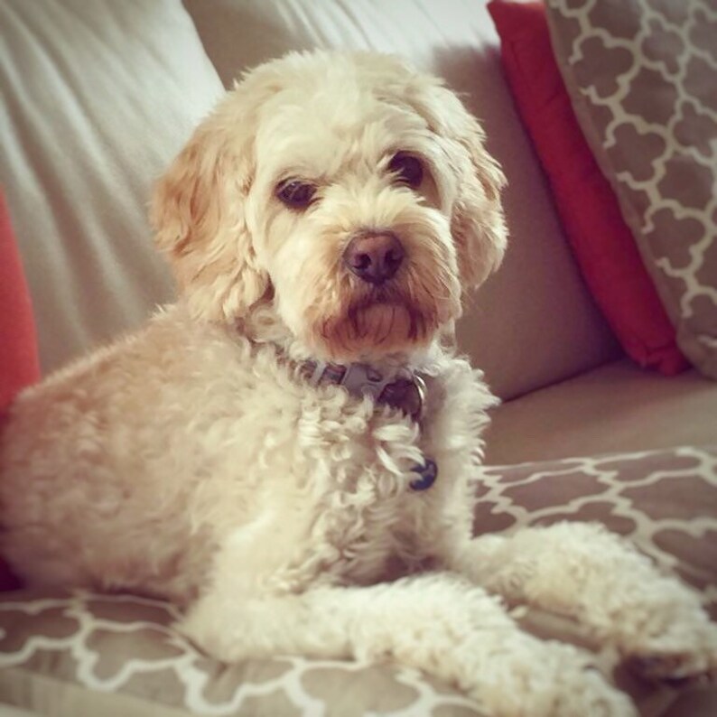 Cavoodle Dog Necklace Original Design Woven With Miyuki - Etsy