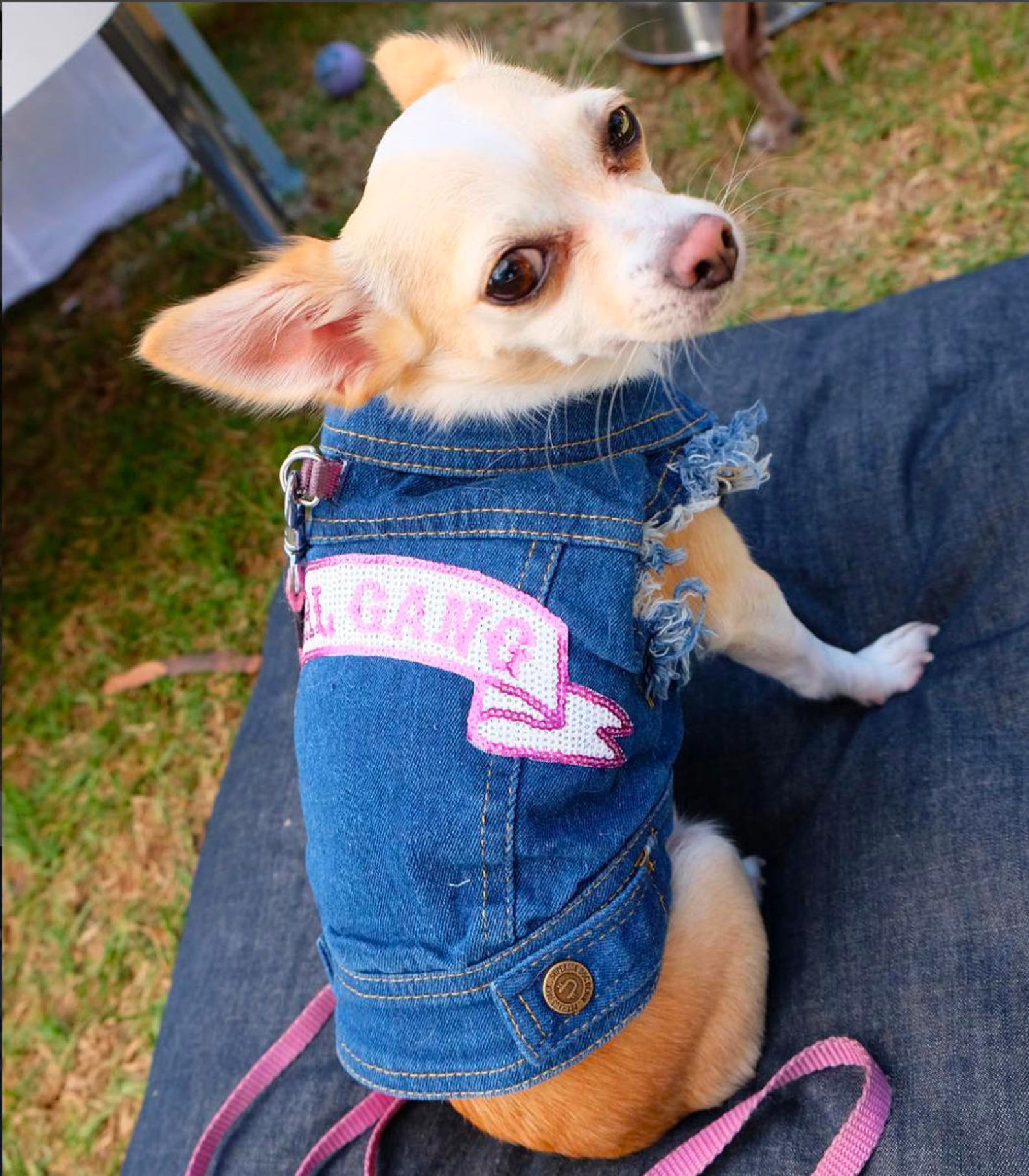 Denim Dog Vest / Denim Dog Jacket / Dog Vest / Feminist Patch / Dog ...