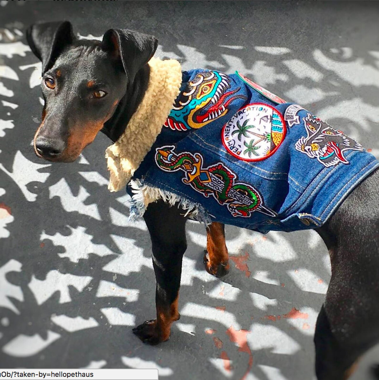 Denim Dog Vest / Denim Dog Jacket / Dog Jacket / Sherpa Dog Denim / Dog ...