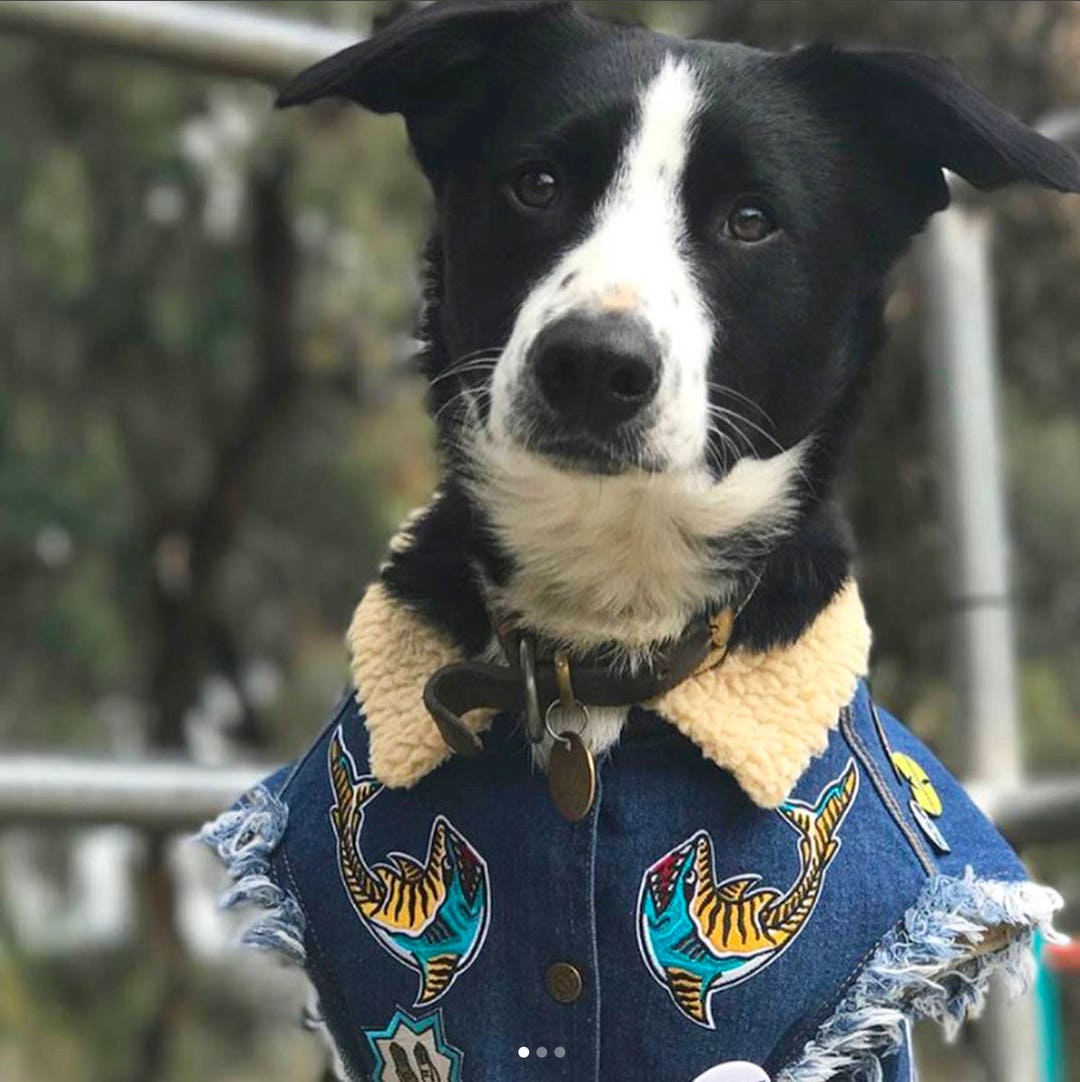 Denim Dog Vest / Dog Jacket / Sherpa Denim / Dog Denim / Cool Dog ...