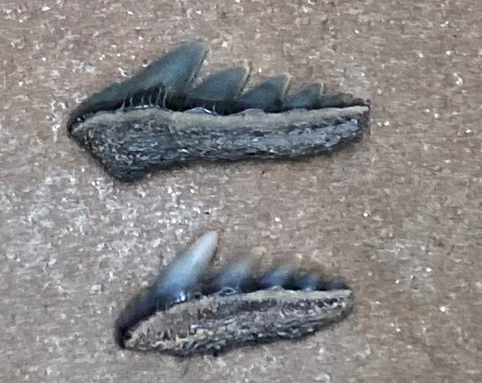2 Fossilized Lower Cow Shark Teeth From Calvert Cliffs Maryland - Etsy
