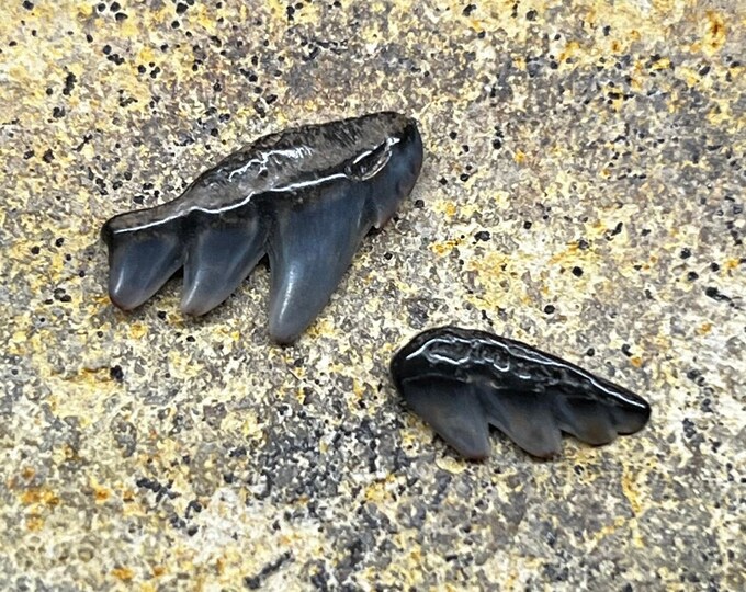 2 Fossilized Cow Shark Teeth, Miocene, Calvert Cliffs, Maryland - Etsy