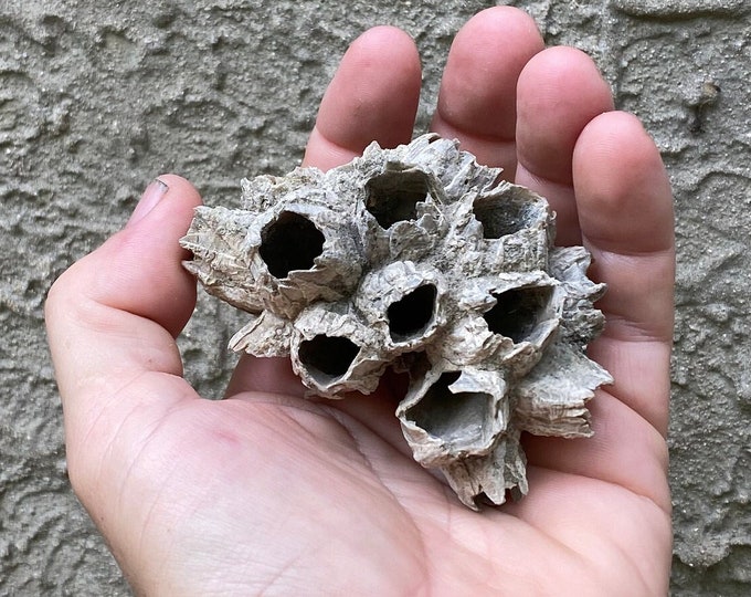 Fossilized Barnacle Cluster With Cup and Saucer Shell Attached ...