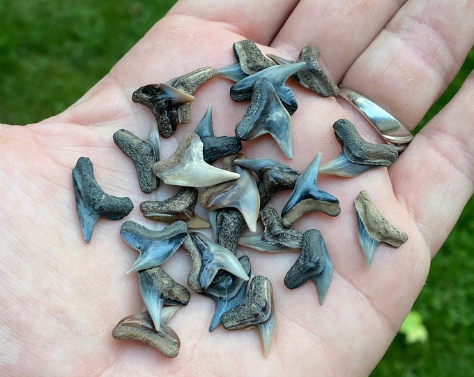 25 Fossilized Contortus Shark Teeth From Calvert Cliffs Maryland - Etsy