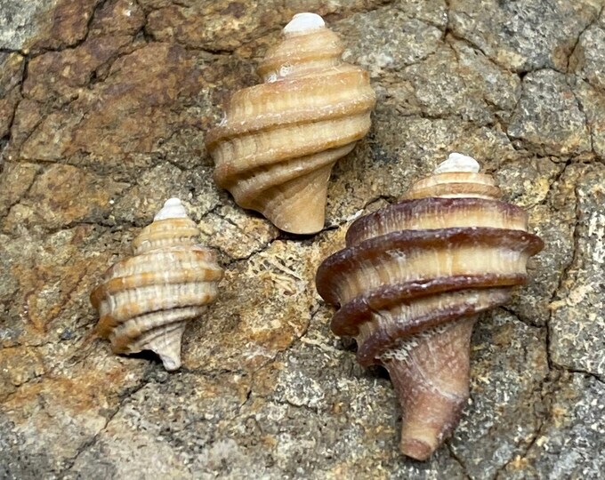 3 Fossilized Ecphora Shells From the Saint Marys Formation of Calvert ...
