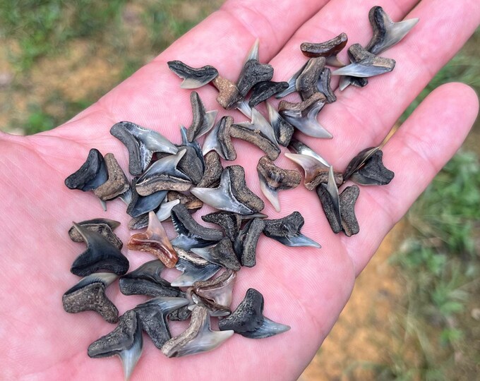 50 Fossilized Contortus/tiger Shark Teeth From Calvert Cliffs Maryland ...