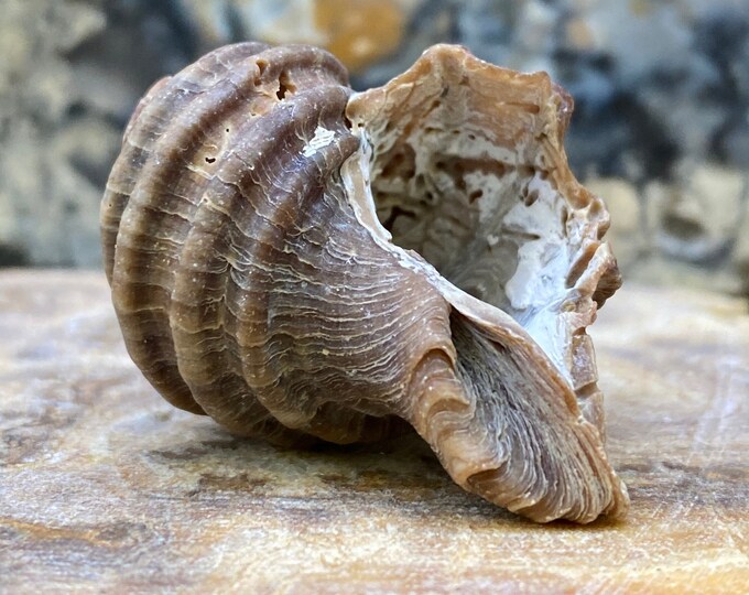Fossilized Ecphora Shell From the Calvert Formation of Calvert Cliffs ...