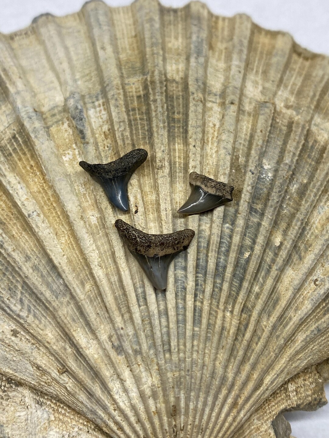 3 Fossilized Thresher Shark Teeth From the Calvert Formation of Calvert ...