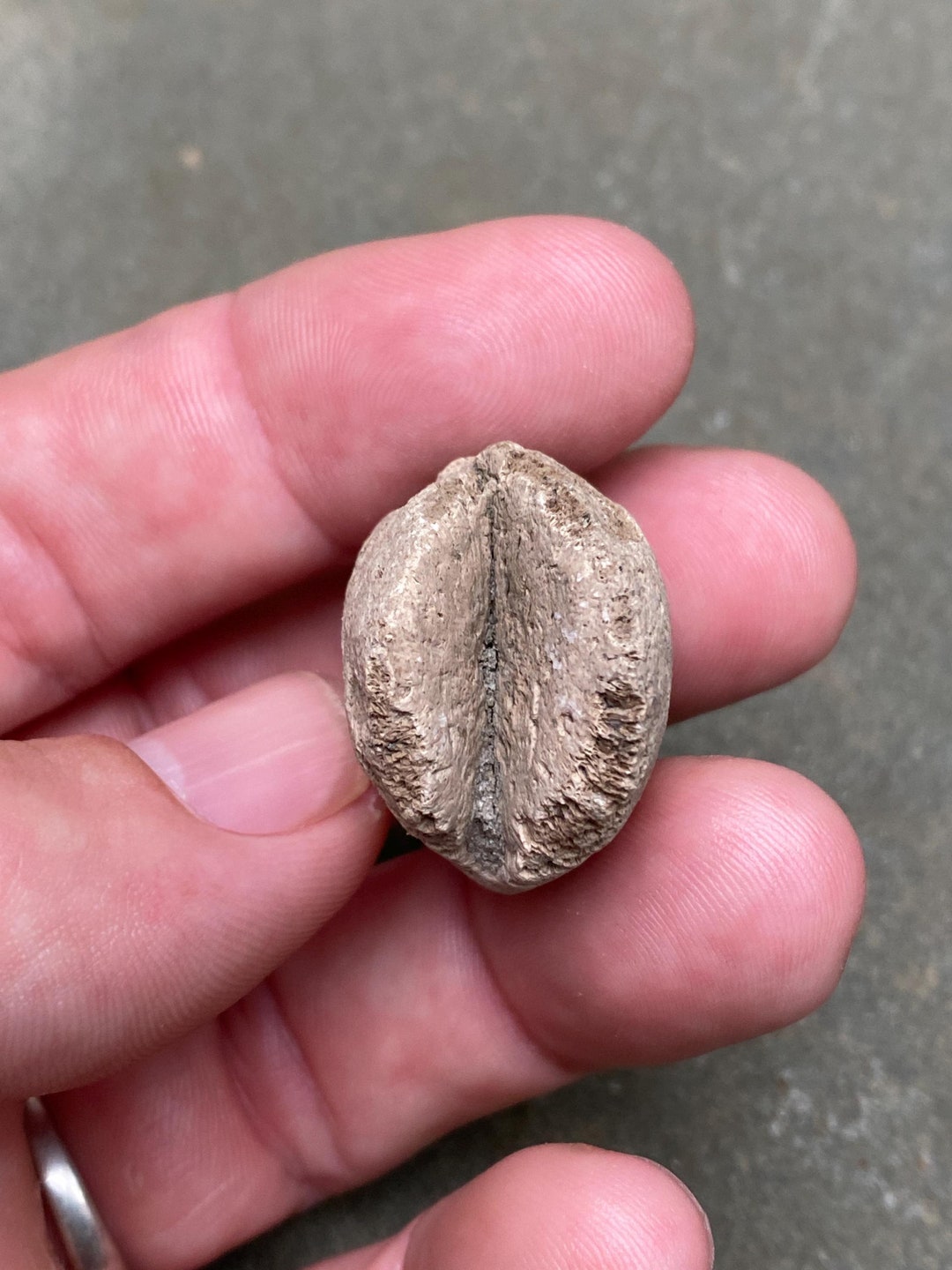 Fossilized Mola Mola (ocean Sunfish) Jugular Bone, Miocene in Age ...