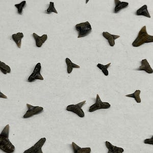 100 Fossilized Micro Shark Teeth From the Pungo River Formation, Aurora ...