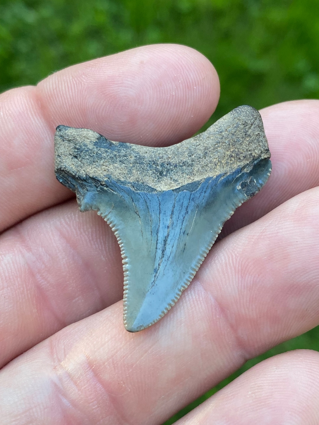 Fossilized Megalodon Shark Tooth From Calvert Cliffs Maryland - Etsy