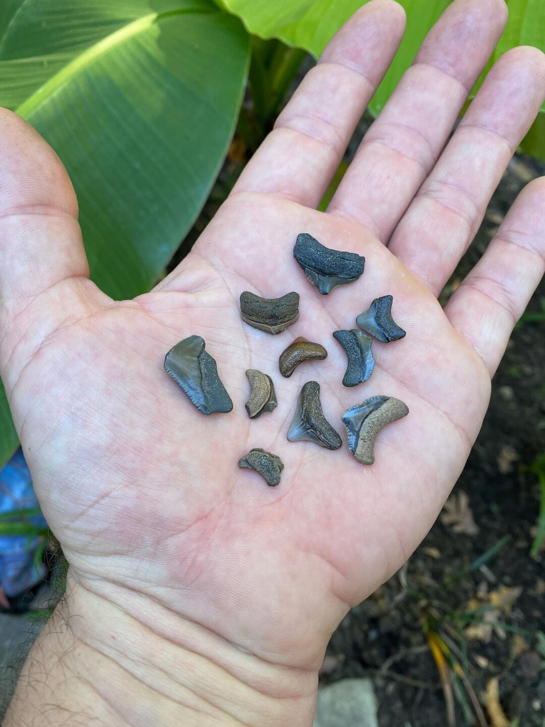 10 Fossilized Megalodon Posterior Shark Teeth Calvert Cliffs Maryland ...
