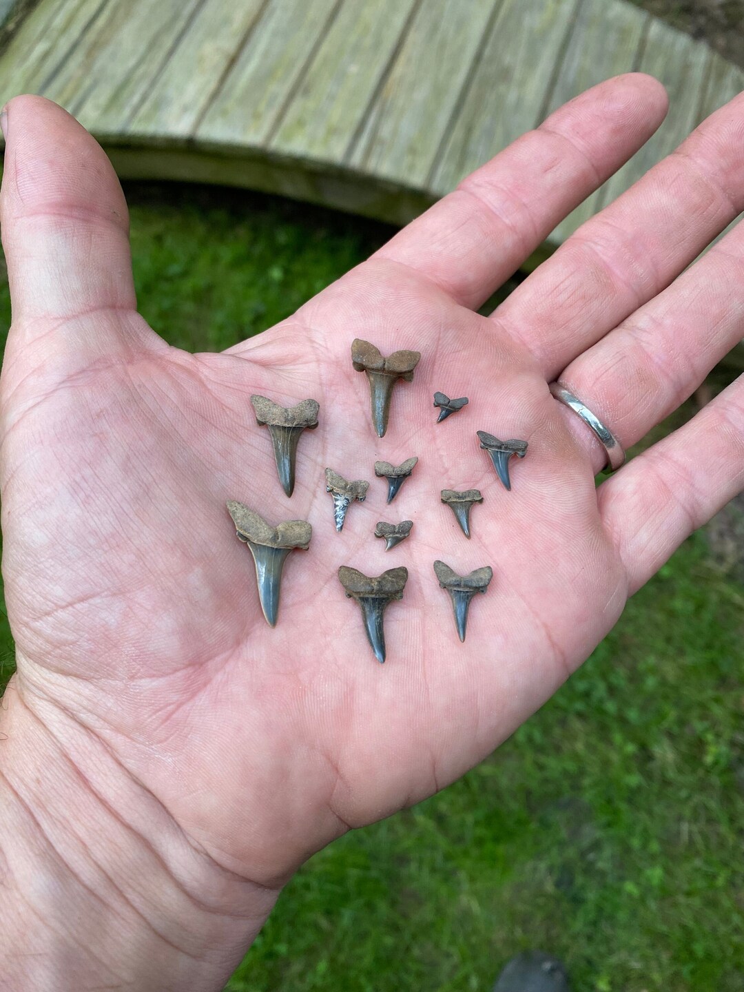 11 Fossilized Cretolamna Shark Teeth From the Paleocene of Maryland - Etsy