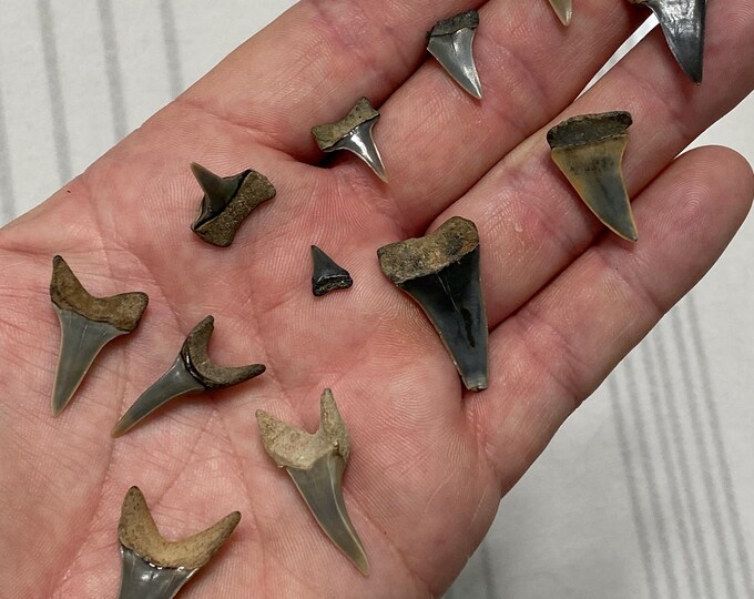12 Fossilized Hastalis/mako Shark Teeth From Calvert Cliffs Maryland - Etsy